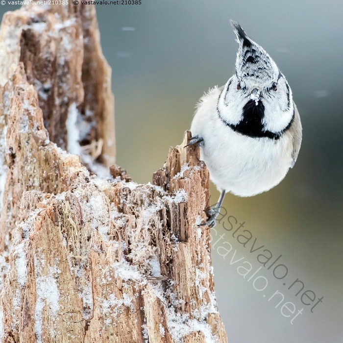 Kuva: Töyhtötiainen - töyhtötiainen Lophophanes cristatus lintu linnut ...