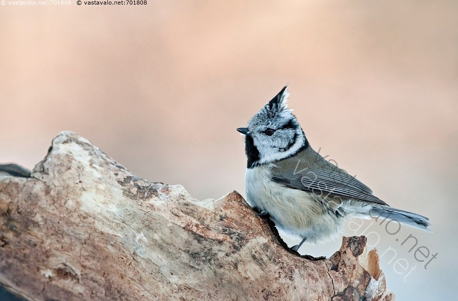 Kuva: Töyhtötiainen - töyhtötiainen Lophophanes cristatus lintu tiaiset ...