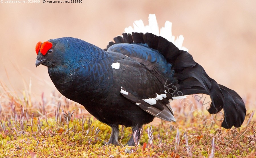 Kuva: Teeri - teeri Lyrurus tetrix lintu kanalintu soidin koiras höyhen ...