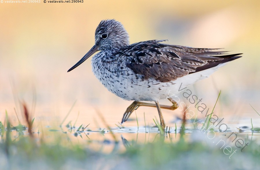 Kuva: Valkoviklo - valkoviklo Tringa nebularia kahlaaja lintu ...