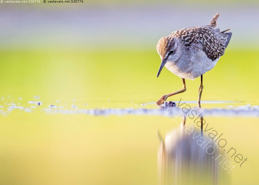 Kuva: Liro - liro Tringa glareola lintu linnut rantalinnut kahlaajat ...