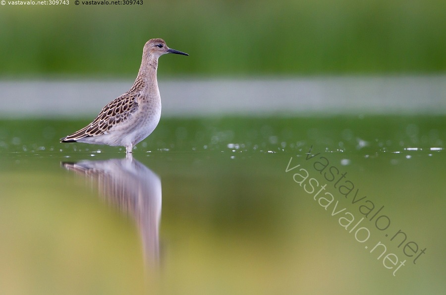 Kuva: Suokukko - suokukko Philomachus Calidris pugnax lintu linnut ...