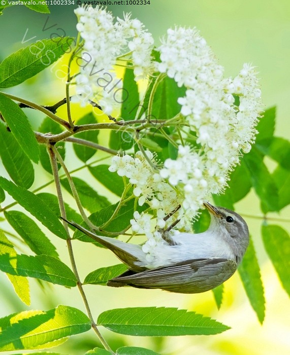 Kuva: Tiltaltti - tiltaltti Phylloscopus collybita lintu muuttolintu ...