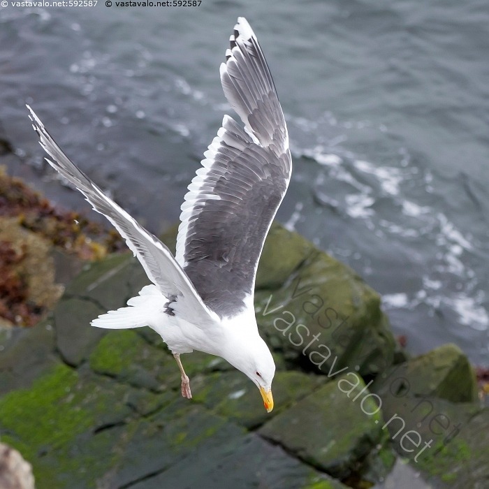 Kuva: Merilokki - merilokki Larus marinus lintu linnut rantalinnut ...