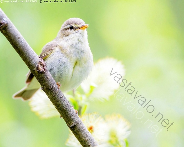 Kuva: Pajulintu - pajulintu Phylloscopus trochilus lintu pikkulintu ...