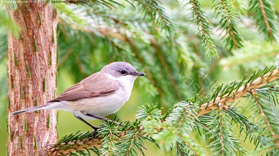 Kuva: Hernekerttu - hernekerttu Sylvia curruca lintu muuttolintu ...