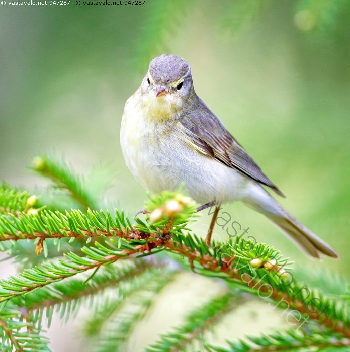 Kuva: Pajulintu - pajulintu Phylloscopus trochilus lintu pikkulintu ...