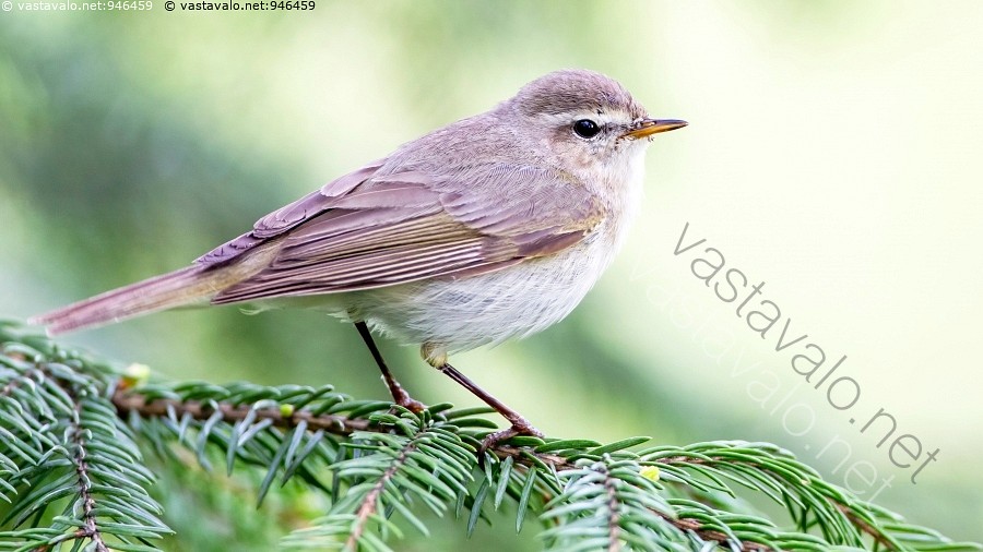 Kuva: Tiltaltti - tiltaltti Phylloscopus collybita lintu muuttolintu ...