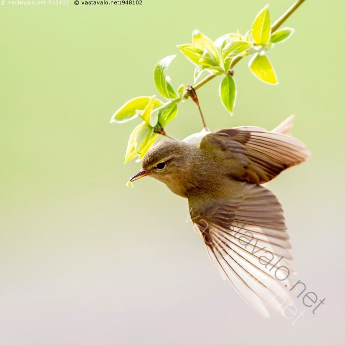 Kuva: Tiltaltti - tiltaltti Phylloscopus collybita lintu muuttolintu ...