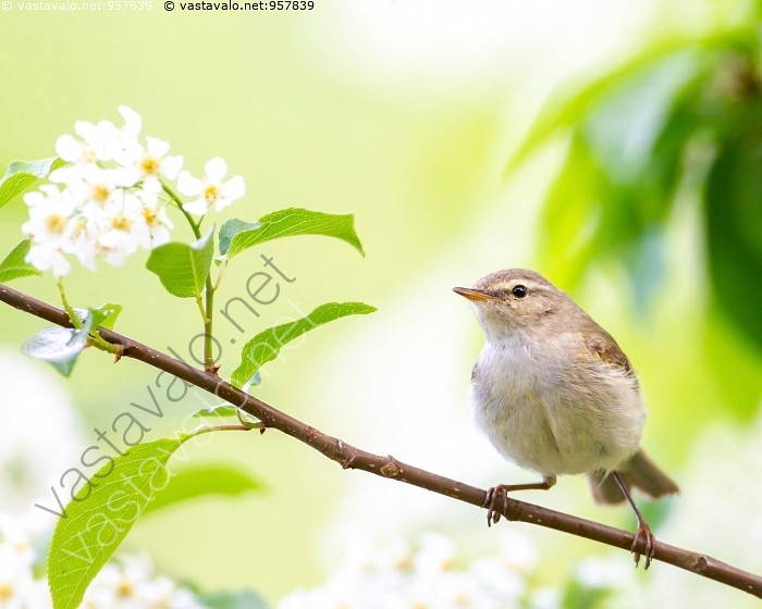 Kuva: Tiltaltti - tiltaltti Phylloscopus collybita lintu muuttolintu ...