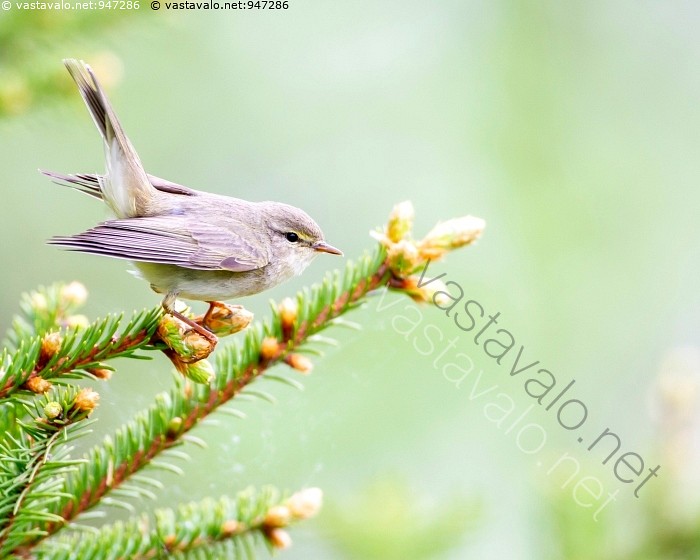 Kuva: Pajulintu - pajulintu Phylloscopus trochilus lintu pikkulintu ...