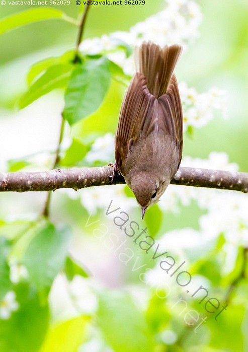 Kuva: Tiltaltti - tiltaltti Phylloscopus collybita lintu muuttolintu ...