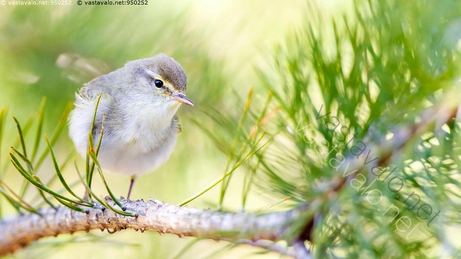 Kuva: Pajulintu - pajulintu Phylloscopus trochilus jalka oksa ...