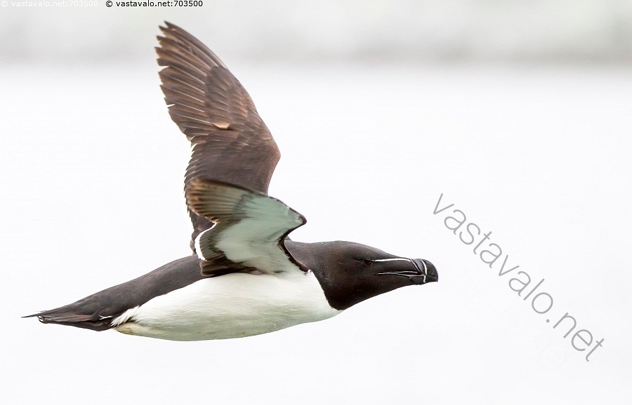Kuva: Ruokki - ruokki Alca torda lintu yhdyskuntalintu höyhen höyhenet ...