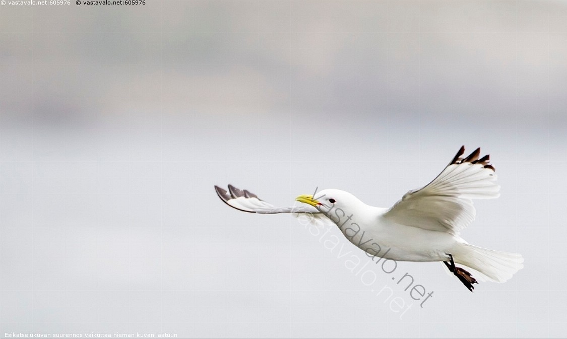 Kuva: Pikkukajava - pikkukajava Rissa tridactyla lintu linnut kajavat ...