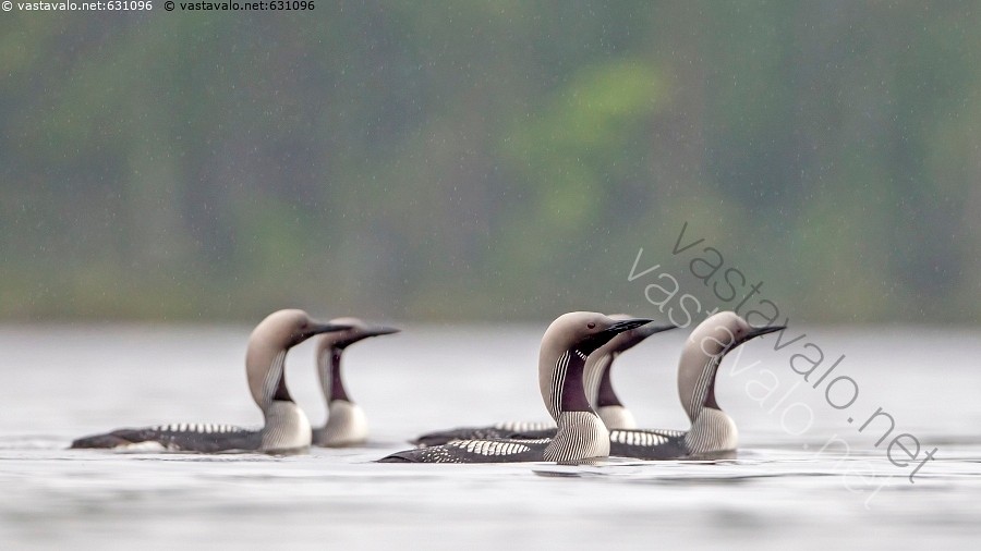 Kuva: Kuikat - kuikka Gavia arctica lintu linnut kuikkalinnut kuikat ...