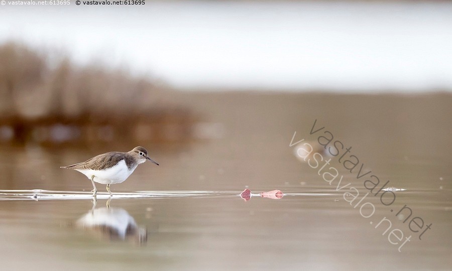 Kuva: Rantasipi - Actitis hypoleucos rantasipi lintu linnut rantalinnut ...