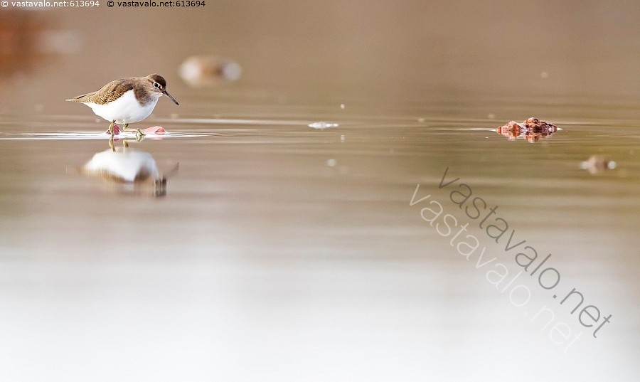 Kuva: Rantasipi - Actitis hypoleucos rantasipi lintu linnut rantalinnut ...
