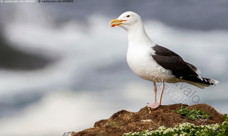 Kuva: Merilokki - merilokki Larus marinus lintu linnut rantalinnut ...