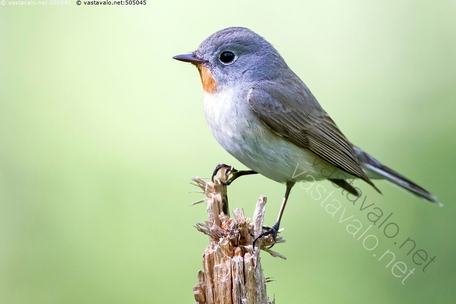 Kuva: Pikkusieppo - pikkusieppo Ficedula parva lintu muuttolintu ...