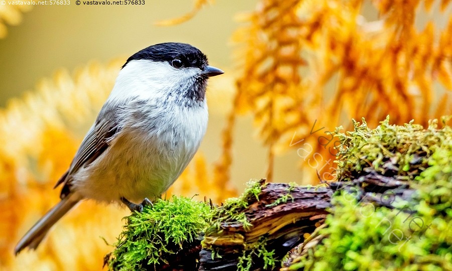 Kuva: Hömötiainen - Poecile montanus hömötiainen tiainen lintu linnut ...