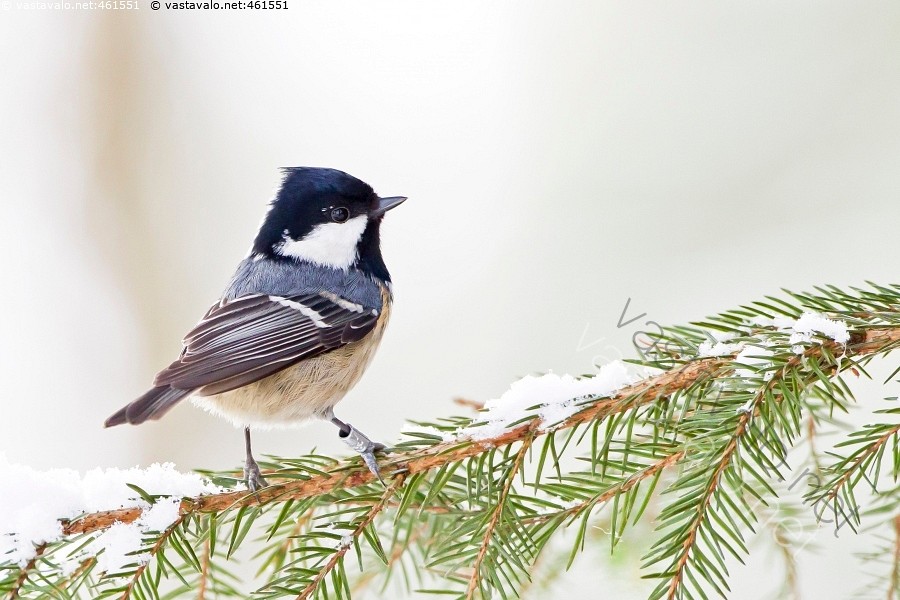 Kuva: Kuusitiainen - kuusitiainen Periparus ater lintu linnut tiainen ...