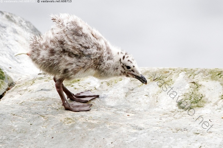 Kuva: Merilokki - merilokki Larus marinus poikanen lintu rantalinnut ...