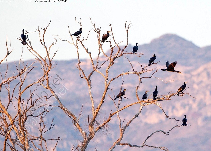 Kuva: Merimetsot - merimetso Phalacrocorax carbo lintu linnut ...