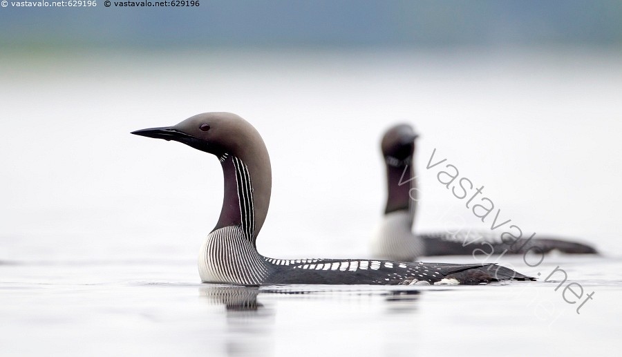 Kuva: Kuikat - kuikka Gavia arctica lintu linnut kuikkalinnut kuikat ...
