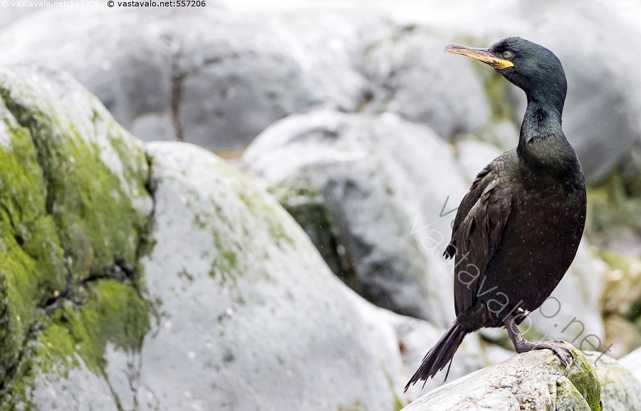 Kuva: Karimetso - karimetso Phalacrocorax aristotelis lintu linnut ...
