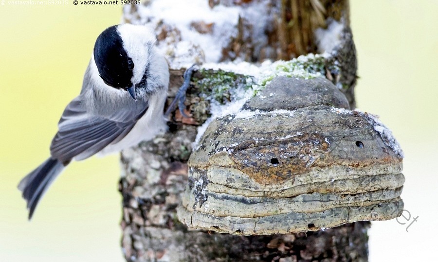 Kuva: Hömötiainen - Poecile montanus hömötiainen tiainen lintu linnut ...
