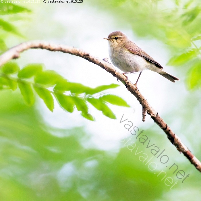 Kuva: Tiltaltti - tiltaltti Phylloscopus collybita lintu varpuslinnut ...