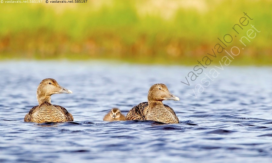 Kuva: Haahkat - haahka Somateria mollissima lintu linnut sorsalinnut ...