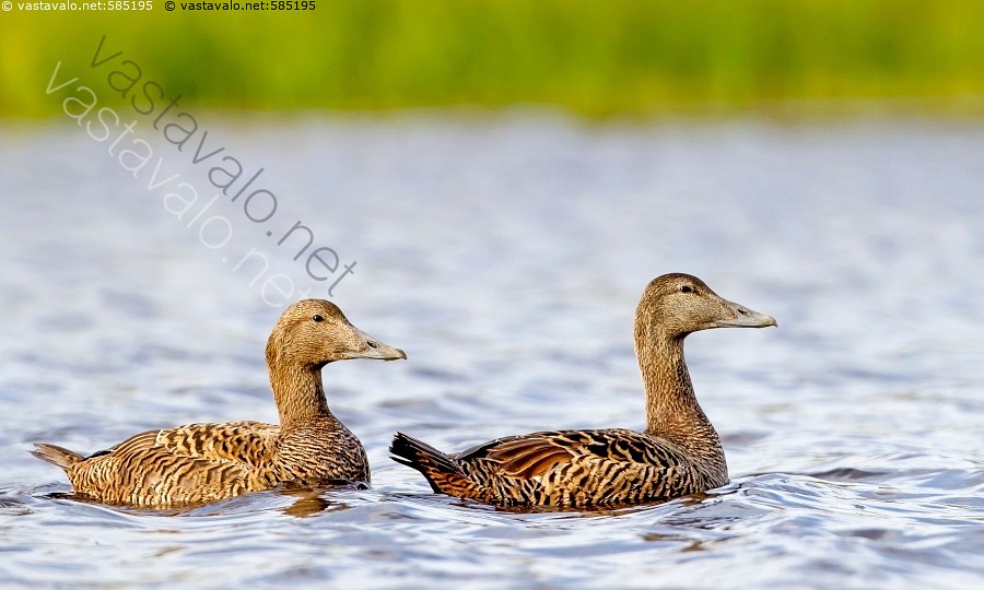 Kuva: Haahkat - haahka Somateria mollissima lintu linnut sorsalinnut ...