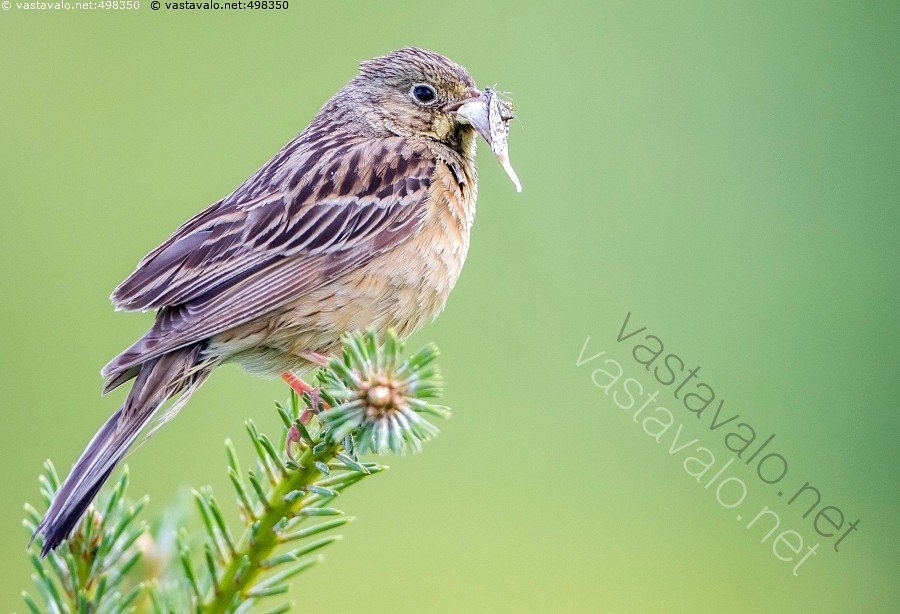 Kuva: Peltosirkku - peltosirkku Emberiza hortulana lintu silmä ravinto ...