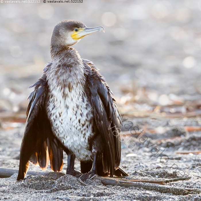 Kuva: Merimetso - merimetso Phalacrocorax carbo lintu linnut ...