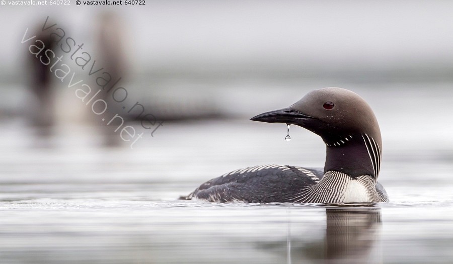 Kuva: Kuikka - kuikka Gavia arctica lintu linnut kuikkalinnut kuikat ...