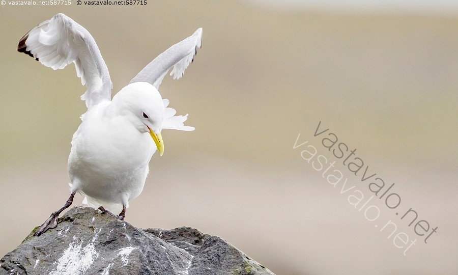 Kuva: Pikkukajava - pikkukajava Rissa tridactyla lintu linnut kajavat ...