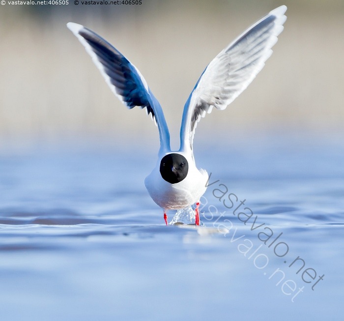 Kuva: Pikkulokki - pikkulokki pikkulokit Hydrocoloeus minutus lintu ...