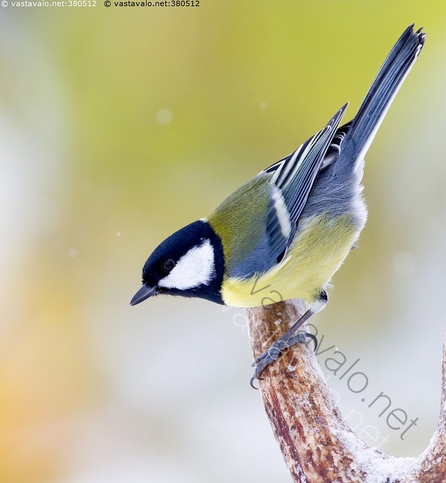 Kuva: Talitiainen - talitiainen Parus major lintu linnut pikkulintu ...
