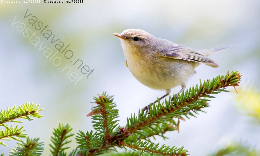 Kuva: Tiltaltti - tiltaltti Phylloscopus collybita lintu muuttolintu ...
