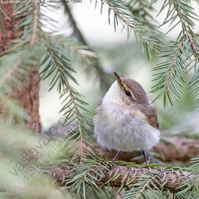 Kuva: Tiltaltti - tiltaltti Phylloscopus collybita lintu muuttolintu ...