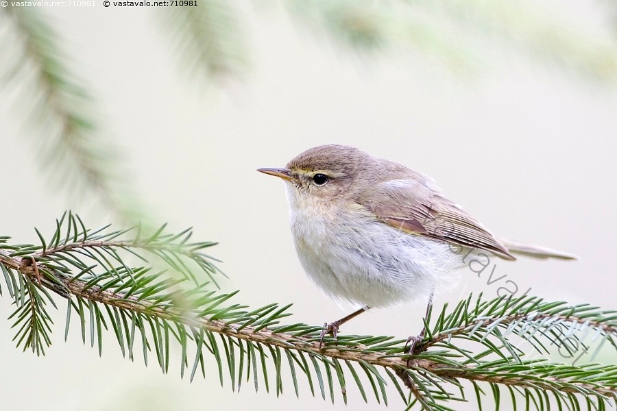 Kuva: Tiltaltti - tiltaltti Phylloscopus collybita lintu muuttolintu ...