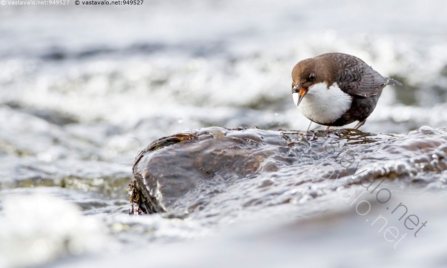 Kuva: Koskikara - koskikara Cinclus lintu nokka rintalaikku höyhen höyhenet - Kuvapankki ...