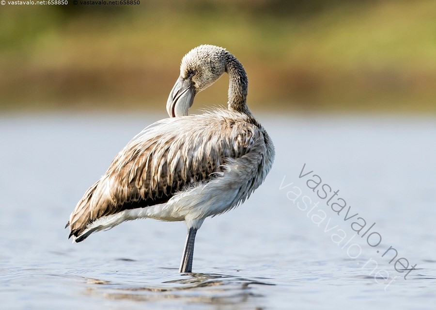 Kuva: Flamingo - flamingo Phoenicopterus roseus lintu flamingolinnut ...
