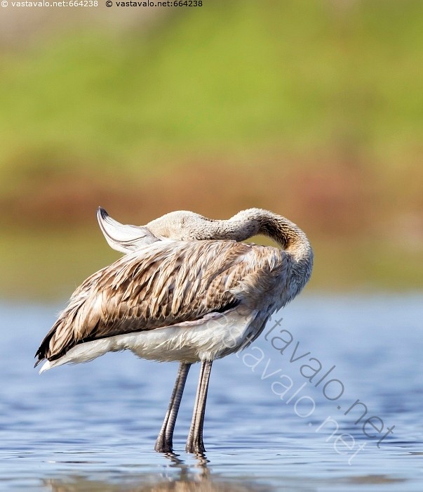 Kuva: Flamingo - flamingo Phoenicopterus roseus lintu flamingolinnut ...