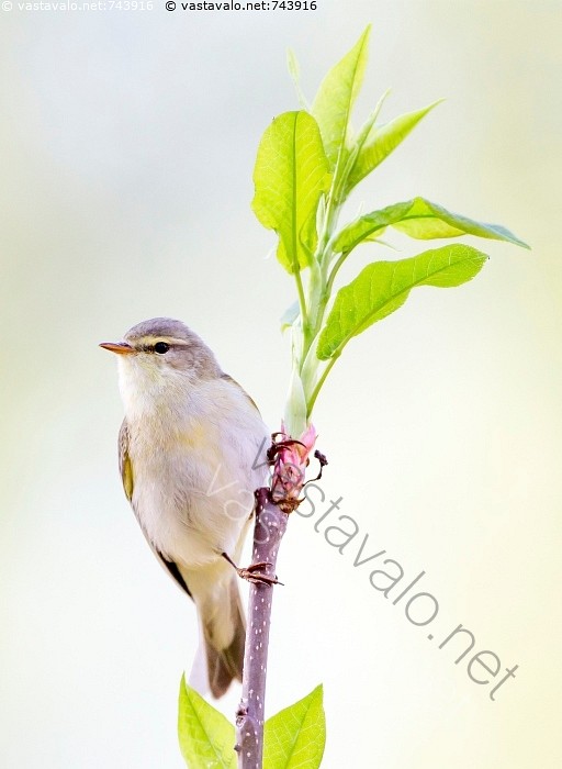 Kuva: Pajulintu - pajulintu Phylloscopus trochilus lintu muuttolintu ...