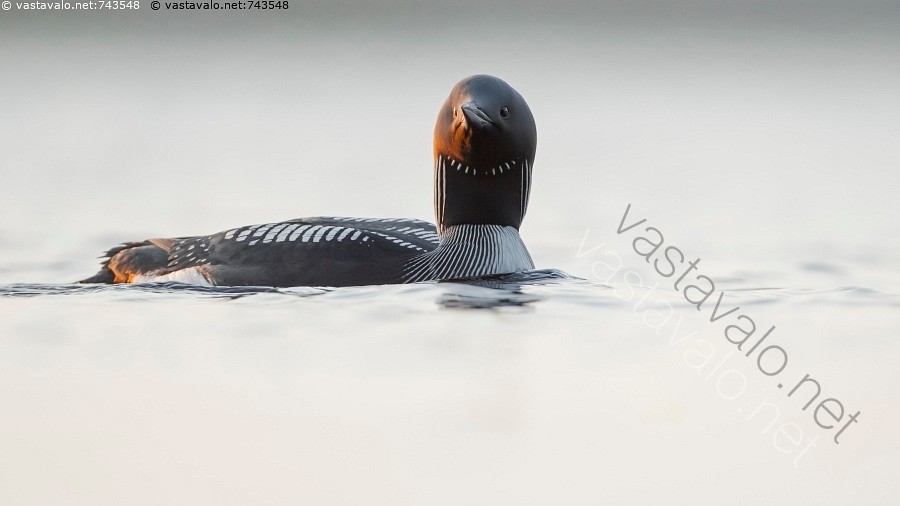 Kuva: Kuikka - kuikka Gavia arctica lintu kuikkalintu vesi höyhen ...