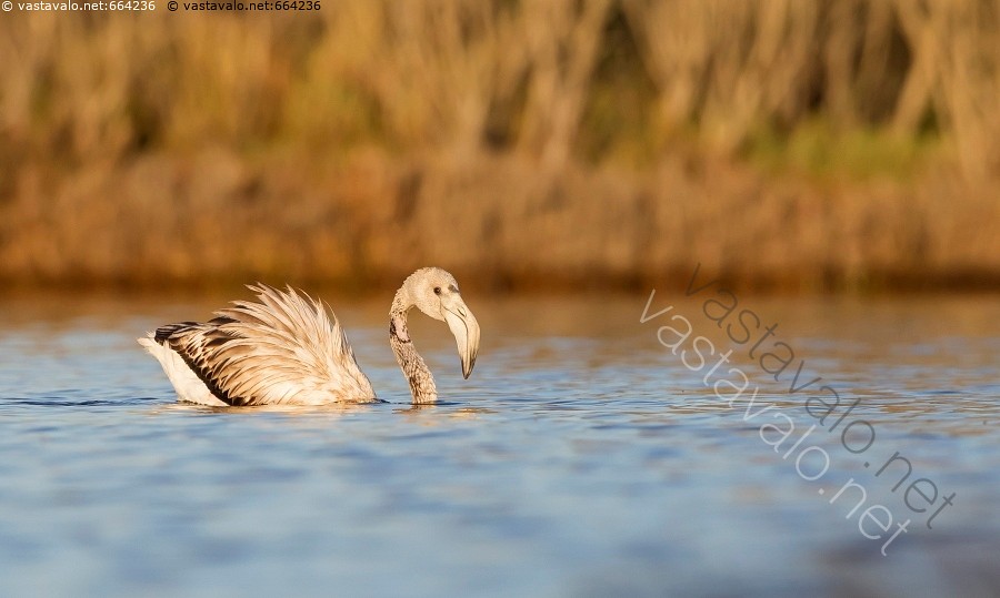 Kuva: Flamingo - flamingo Phoenicopterus roseus lintu flamingolinnut ...