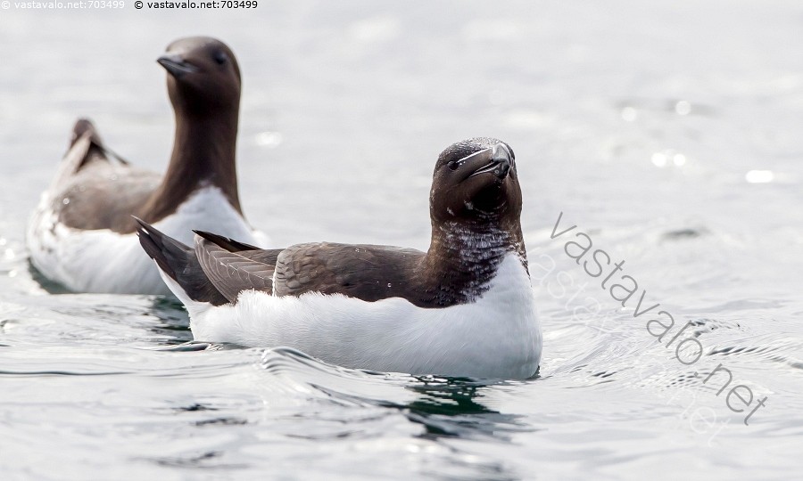 Kuva: Ruokki - ruokki ruokit Alca torda lintu yhdyskuntalintu höyhen ...
